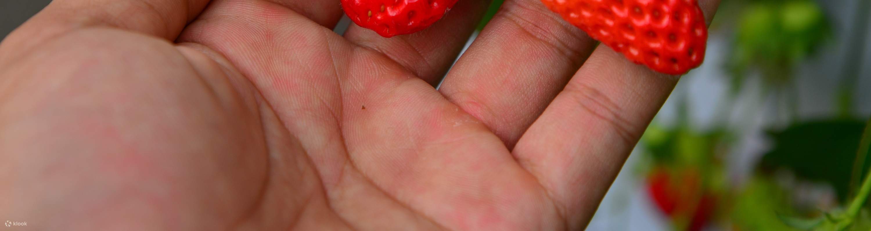 Eobi Ice with Snow Sledding & Strawberry Picking Day Tour from Seoul - Klook Philippines