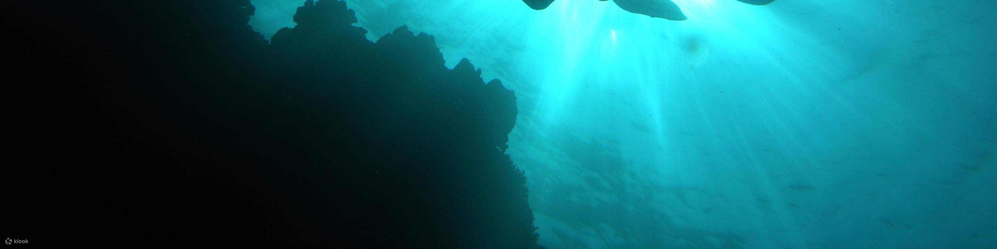 Elevate Your Dive: Enriched Air Diver (Nitrox) in Moalboal with PADI 5 ...
