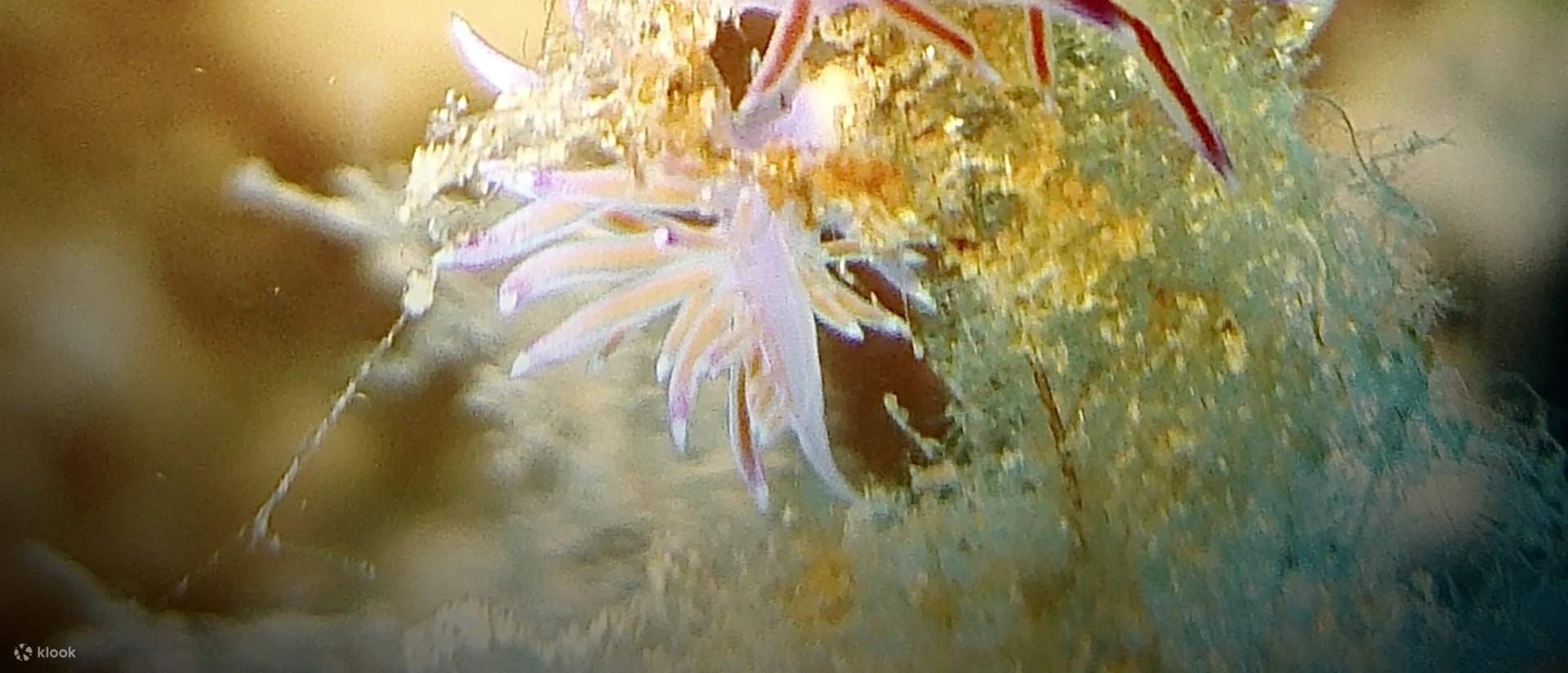 PADI Temui Selam Skuba di Tuscany-Umbria dengan PADI Resort - Klook ...