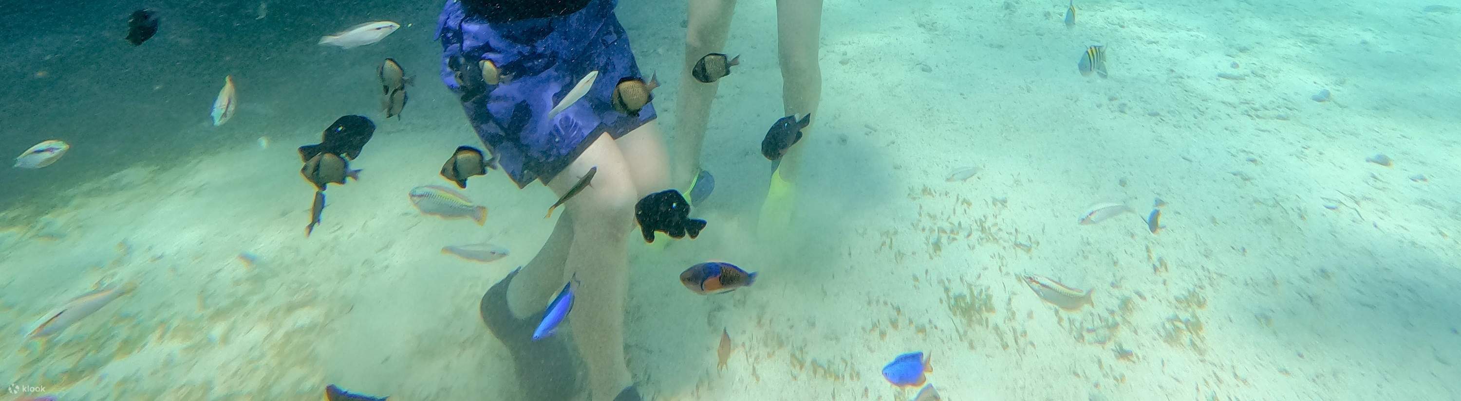 Discover the Thrills of CEBU Helmet Dive Experience and Seawalking - Klook