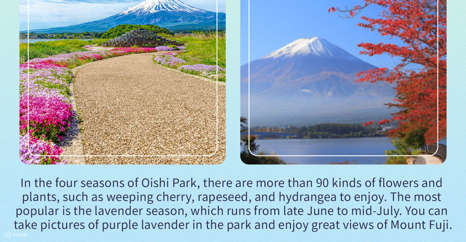 Mount Fuji Oishi Park x Oshino Hakkai x Koedo Kawagoe x Yamanashi ...