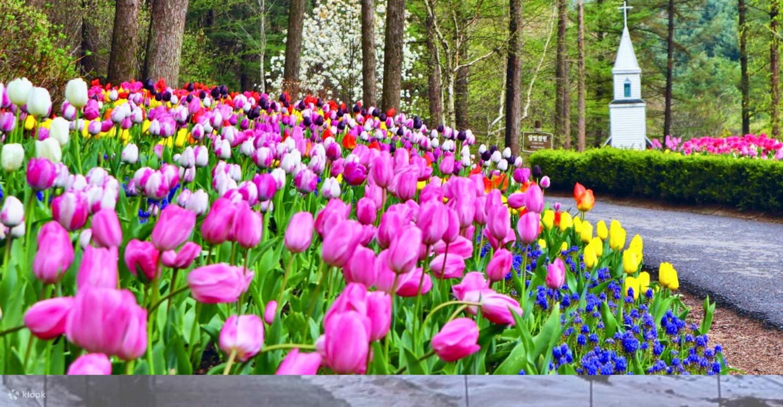 Nami Island and Garden of Morning Calm Lighting Festival Tour - Klook ...