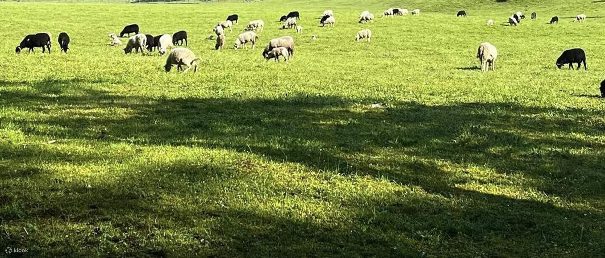 Yunnan Lijiang Yulong Snow Mountain Cableway Round Trip Day Tour ...