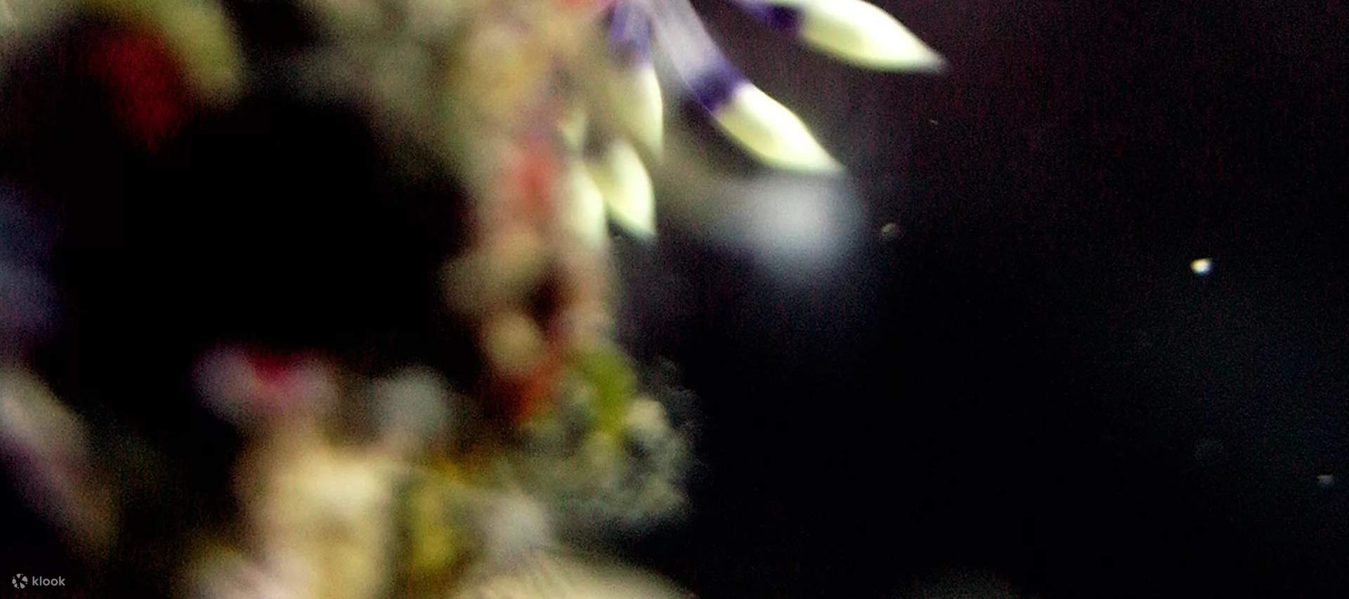 Explore the Depths with Advanced Open Water Course at Our PADI 5 Star ...