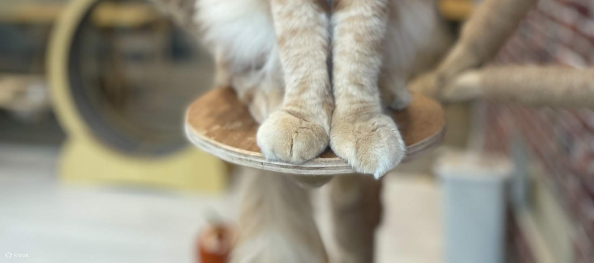 Chucky Cat Cafe in Johor Bahru, Malaysia - Klook Singapore