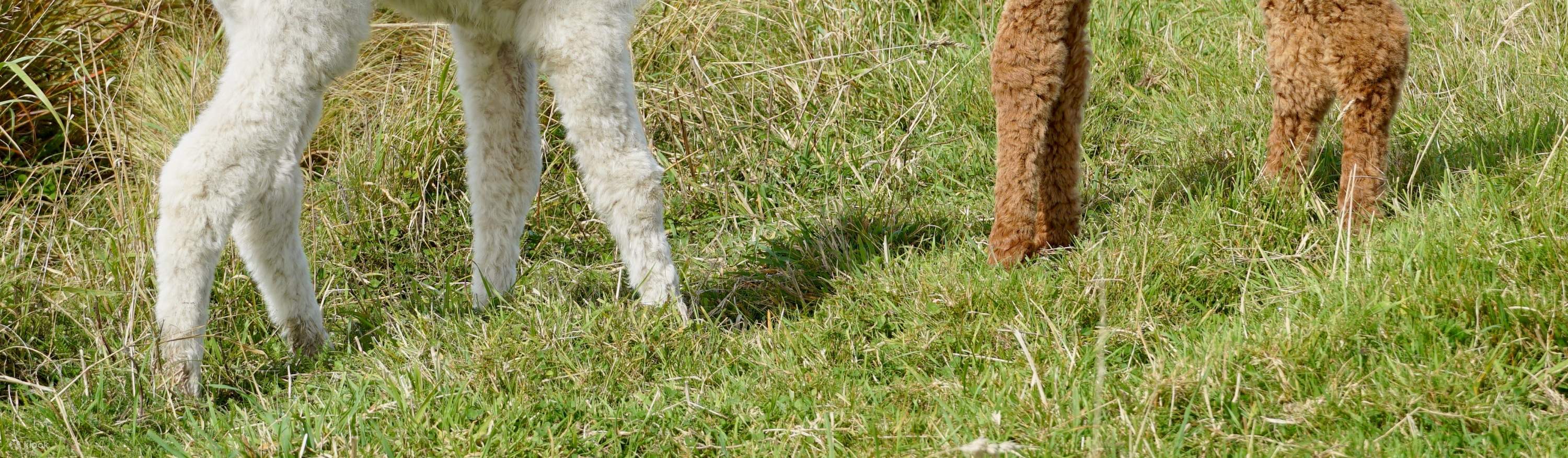 Akaroa Shamarra Alpaca Farm Tour - Klook Singapore