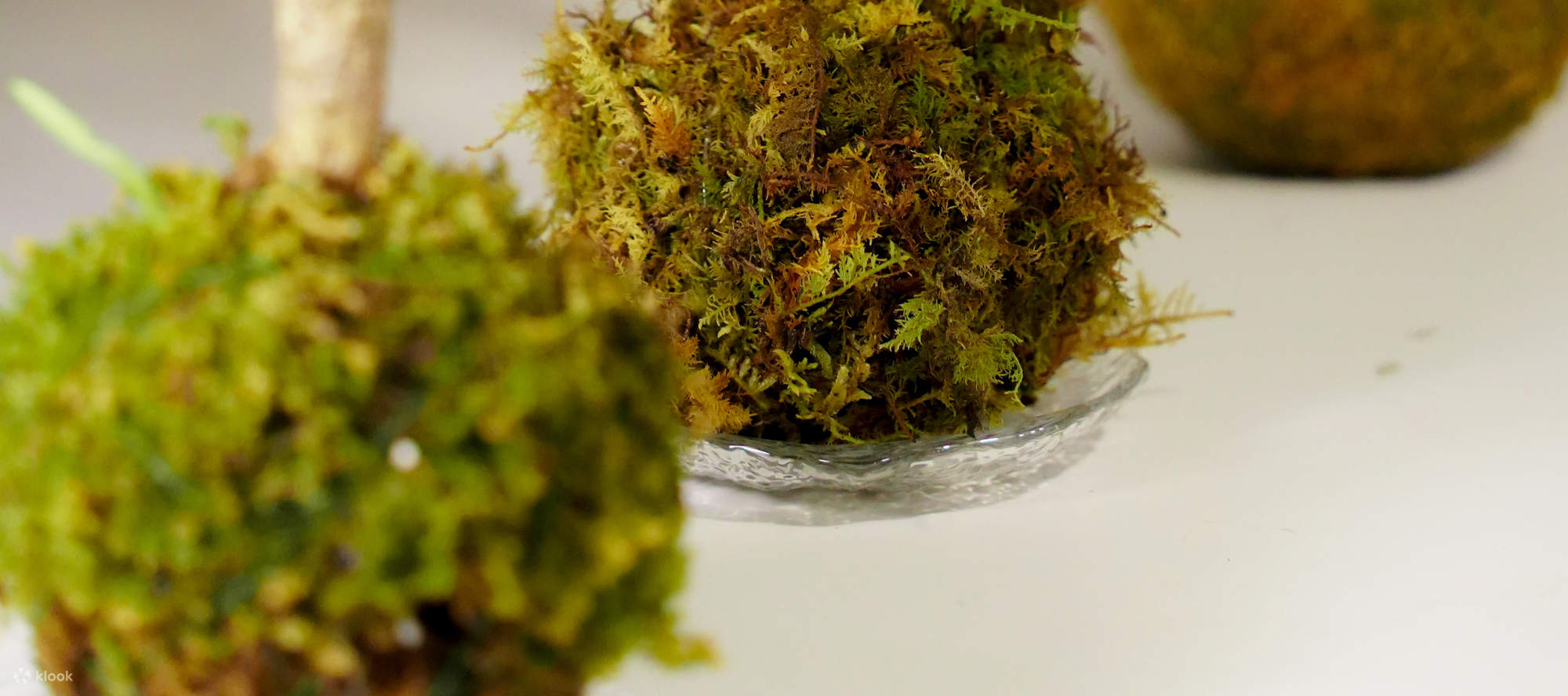 Moss Jade Workshop - Klook