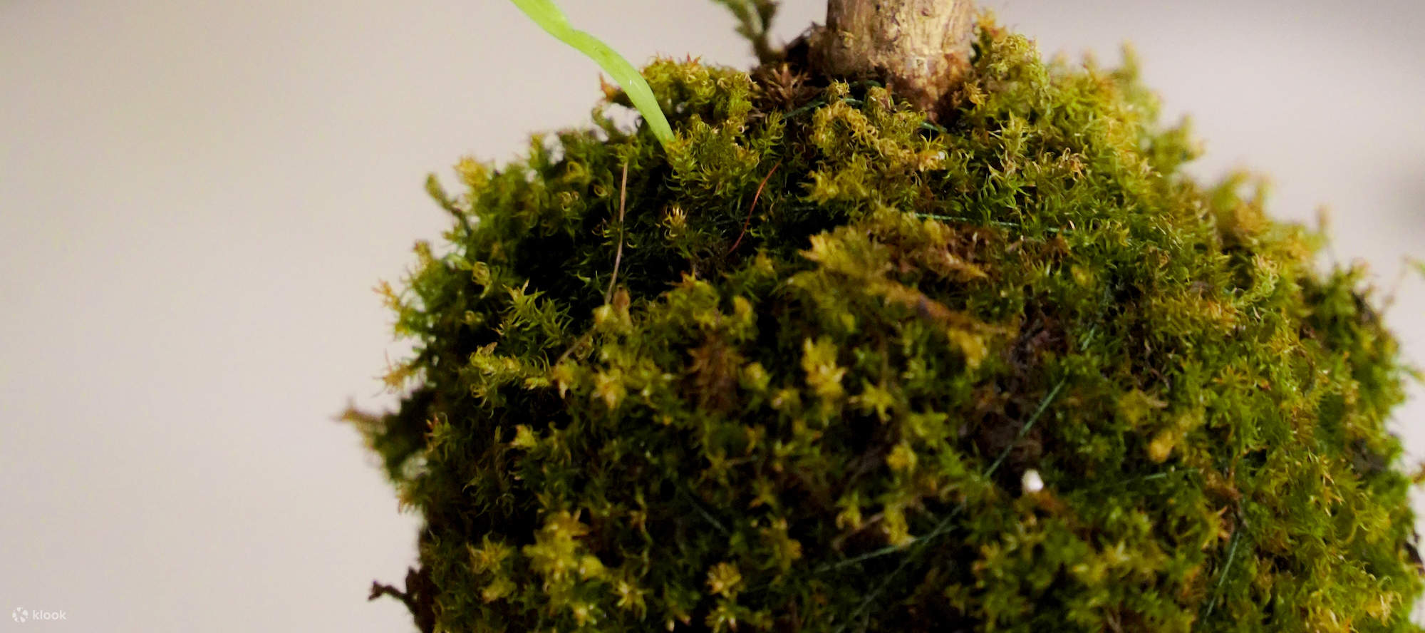 Moss Jade Workshop - Klook