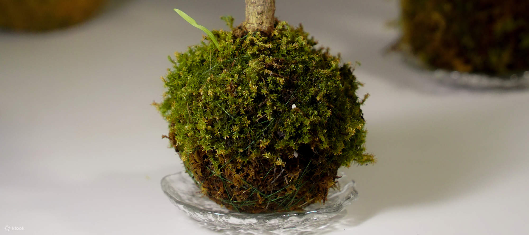 Moss Jade Workshop - Klook United Kingdom