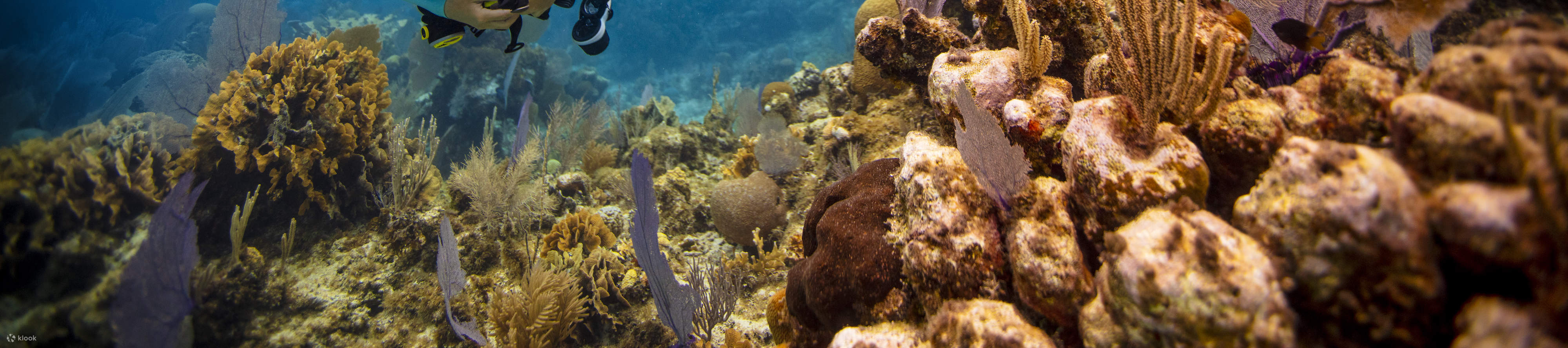 Learn PADI AOW Diver - eLearning in Panay with PADI Resort - Klook