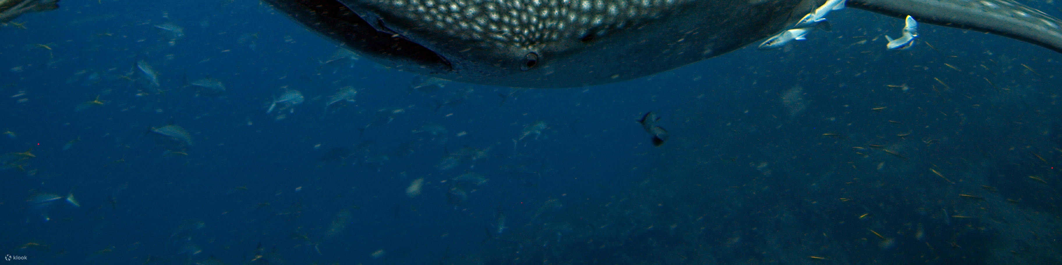 Sail Rock Half-Day Dive Trip in Koh Samui with PADI 5 Star Dive Resort ...