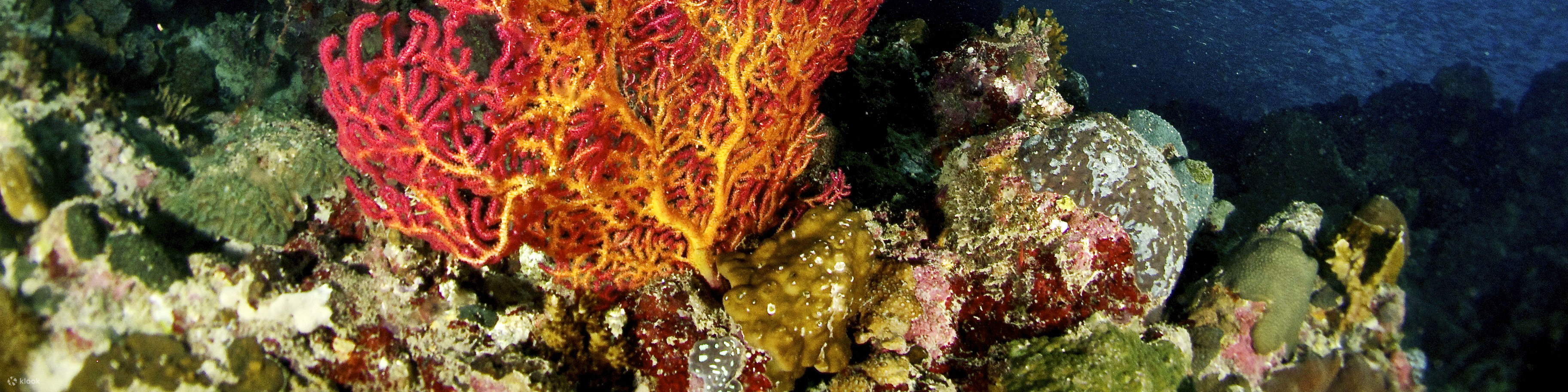 Relaxing 10 Dive Moalboal Reef Package with PADI 5 Star Dive Resort ...