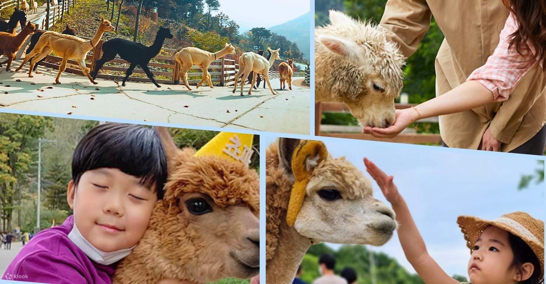 Railbike / Luge Racing Car / Alpaca World / Legoland One Day Tour ...