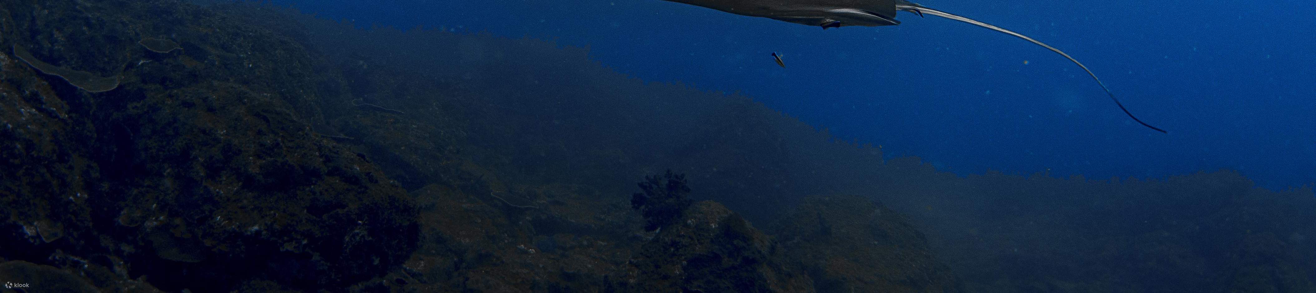 Explore the Depths: PADI AOW Diver in Rainbow Beach with PADI 5 Star ...