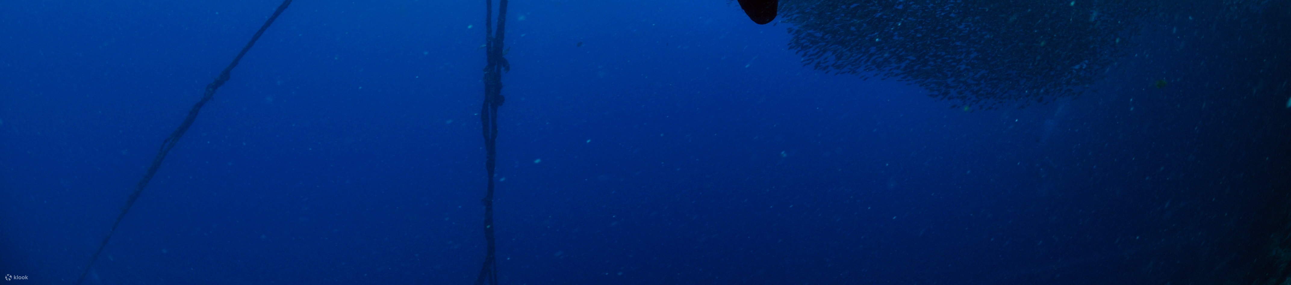 Explore Moalboal Reef with our Gorgeous 5-Dive Package | PADI 5 Star ...