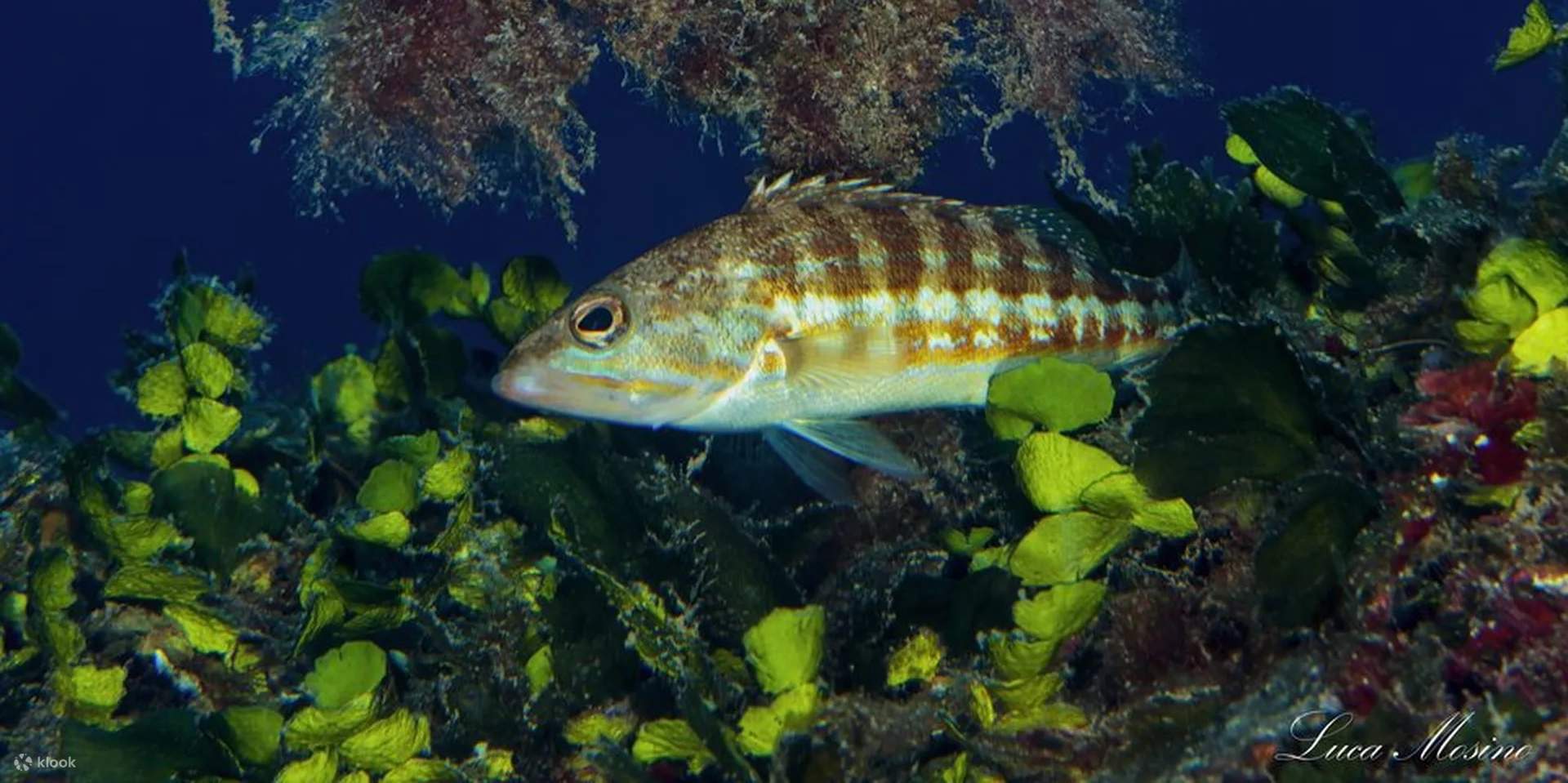 Discover Scuba Diving in Sardinia with Our PADI 5 Star Dive Resort ...