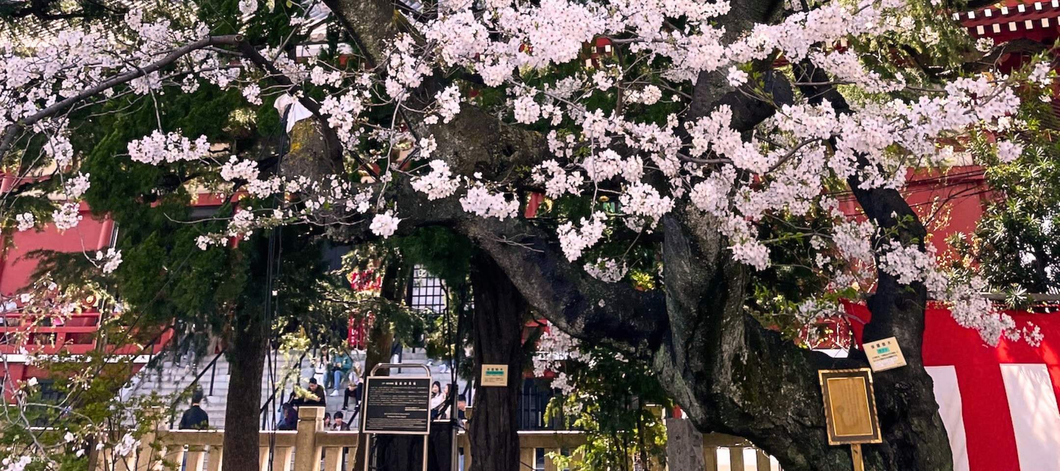 Tokyo City, Sensoji, Imado & Akiba Shrine Goshuin Half-day Tour - Klook