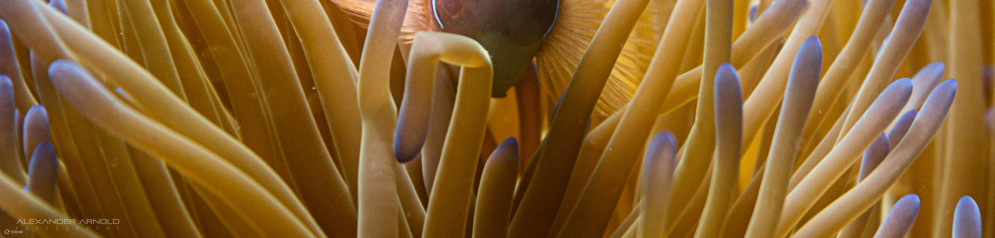 Try Scuba Diving in Koh Phangan with PADI 5 Star IDC Resort - Explore ...