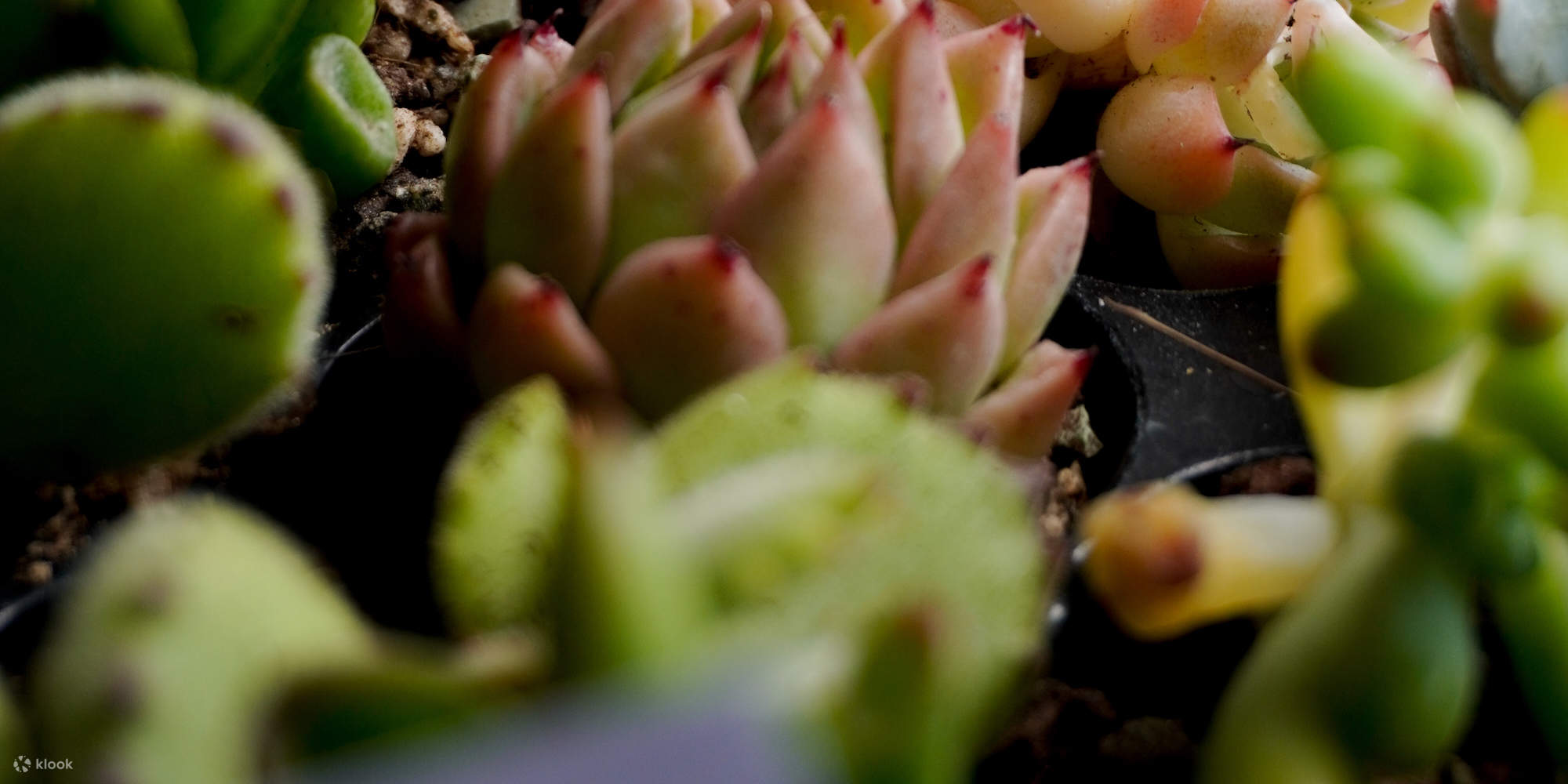 Myosotis.flower - Succulent Plant Potting Workshop - Klook Singapore