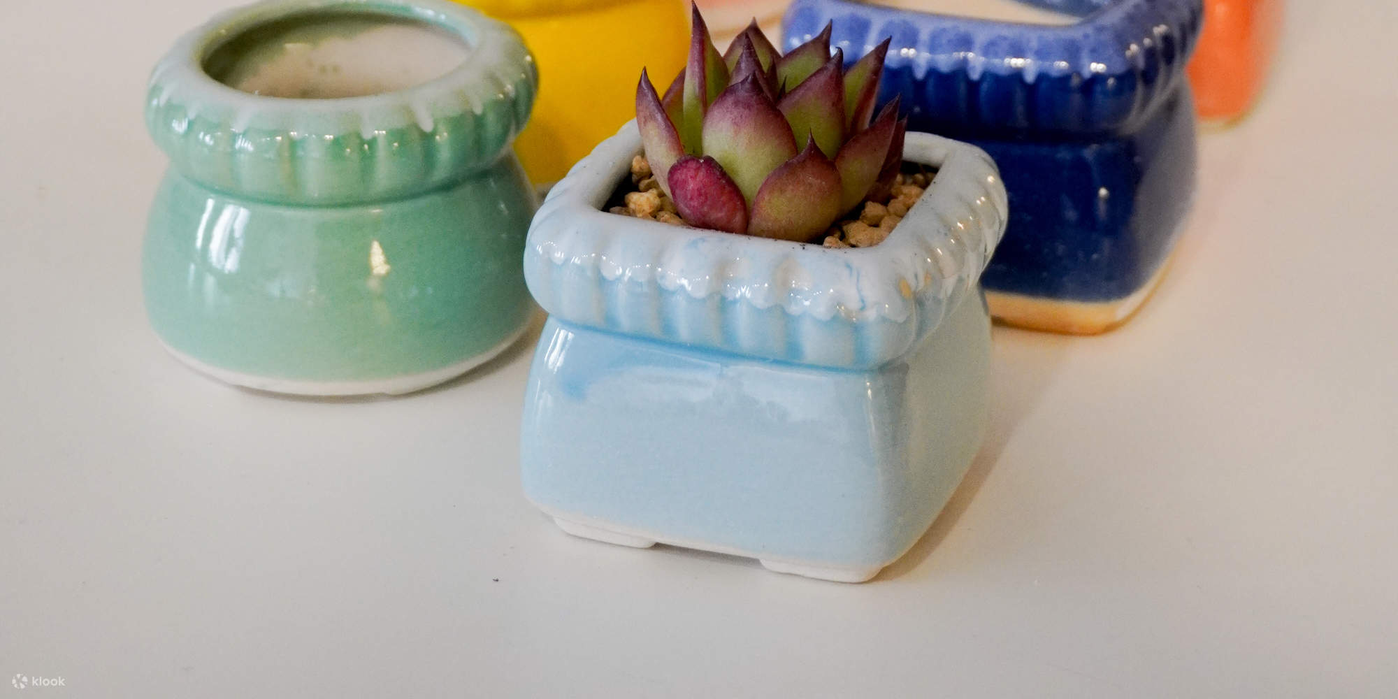 Myosotis.flower - Succulent Plant Potting Workshop - Klook Australia