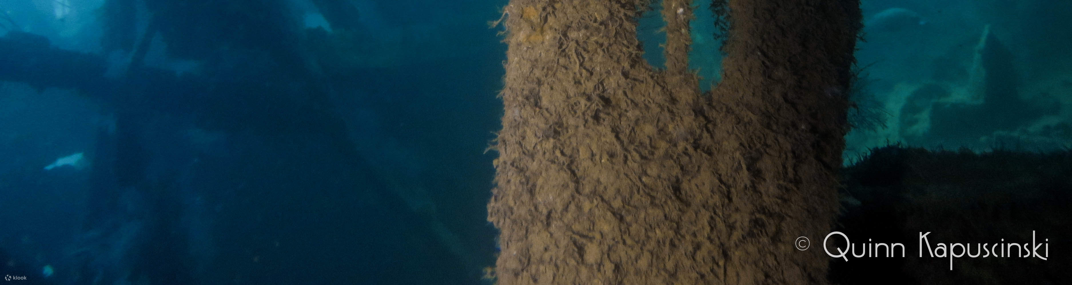 Discover Underwater Wonders: Half-Day Dive Trip in Palawan with our ...