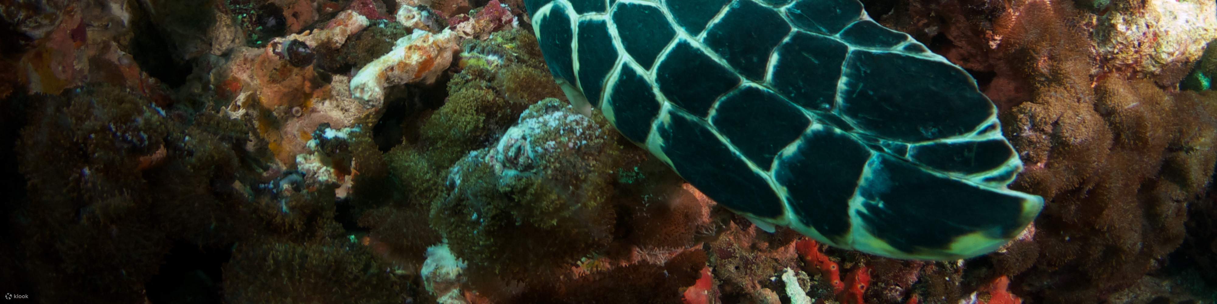 Explore the Best Dive Sites on a Full-Day Dive Trip in Borneo with PADI ...