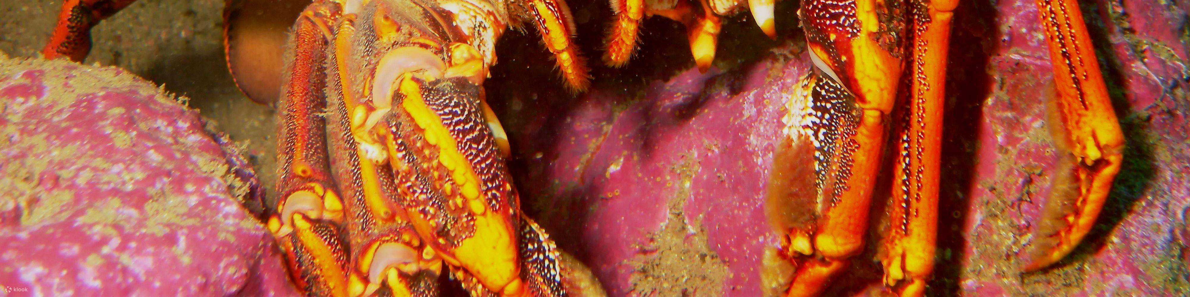 Explore the Stunning Underwater World with a Half-Day Dive Trip in ...