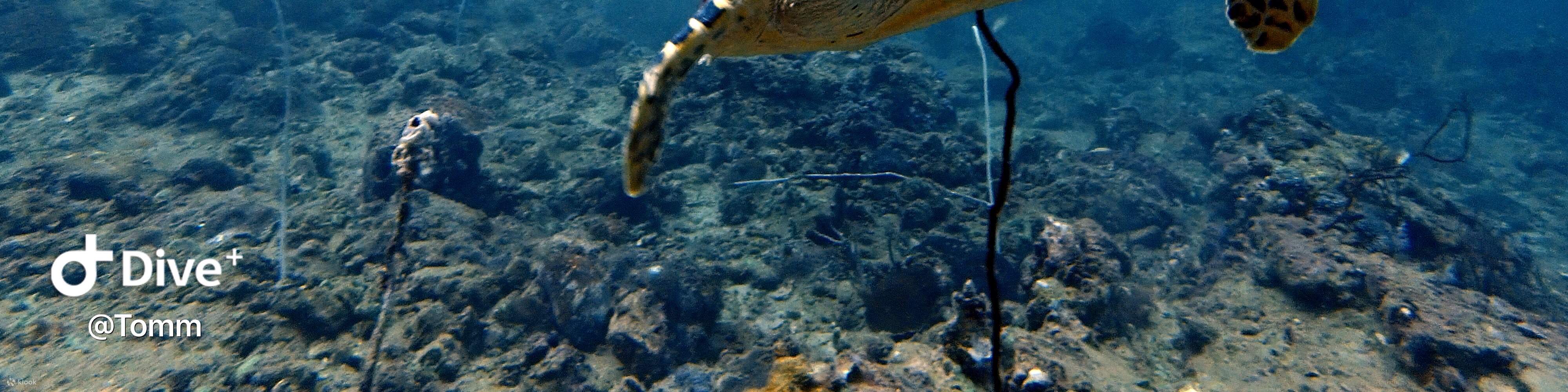 Experience the Underwater Marvels with PADI Discover Scuba Diving in ...