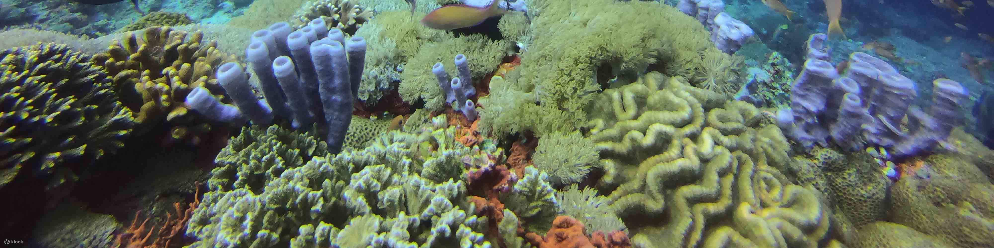 與 Padi 5 星級 Idc 度假村一起在巴厘島的藍夢島和珀尼達島周圍進行 2 次潛水 Klook 客路