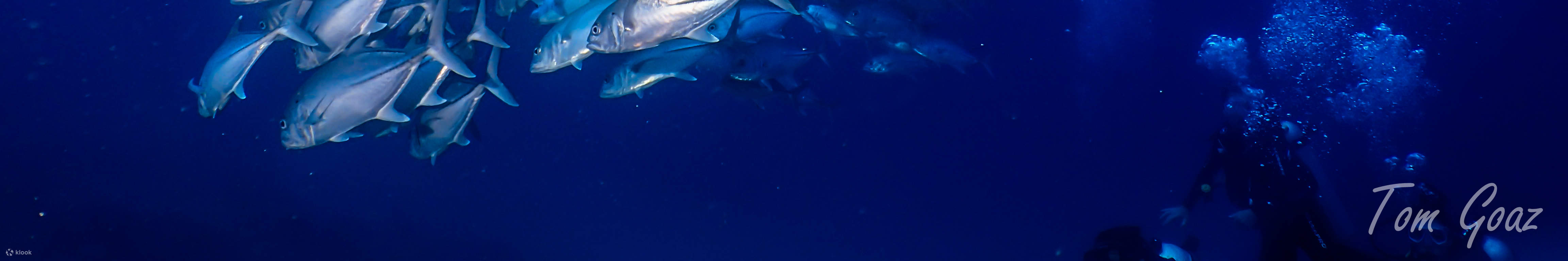 Experience a Memorable Fun Dive Trip in El Nido with Our PADI 5 Star ...