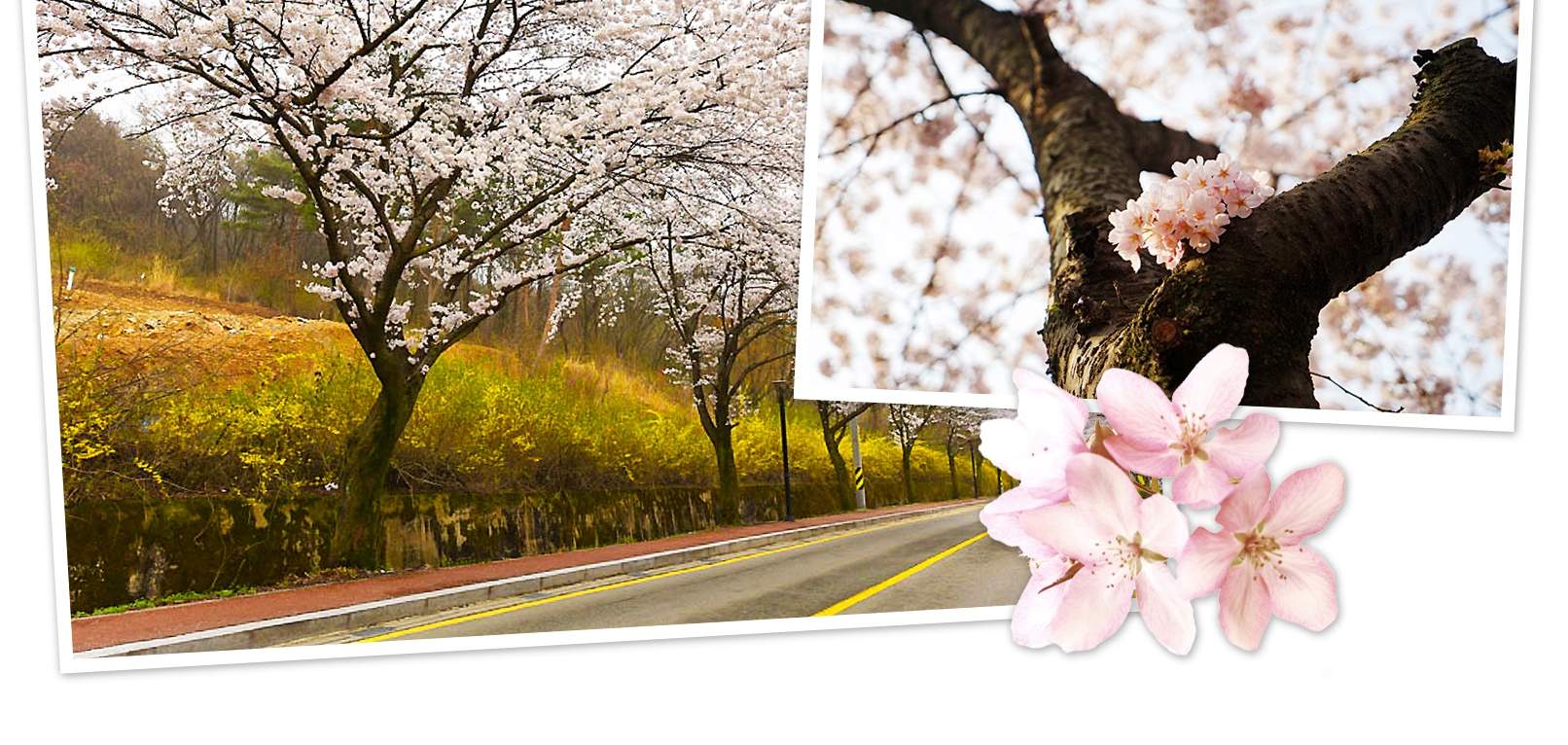 Korea Cherry Blossom Tour from Seoul - Klook
