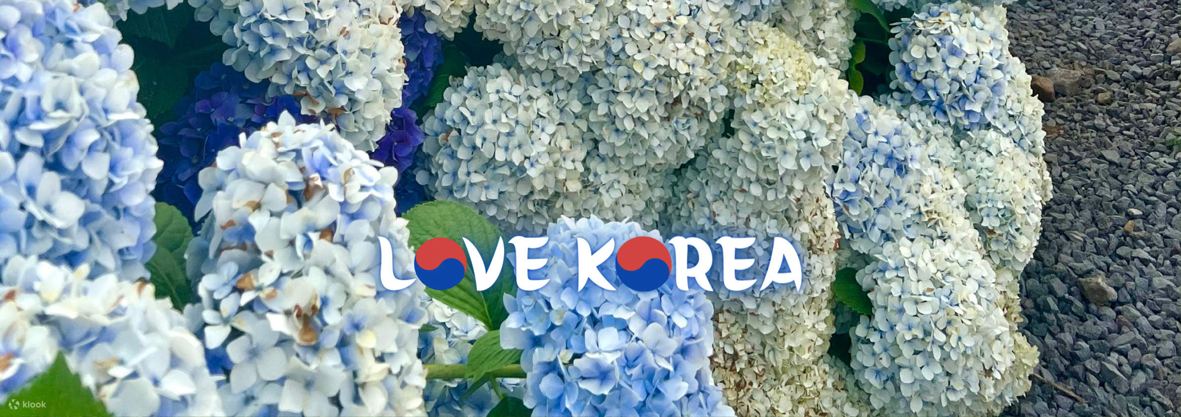 JEJU Cherry Blossom Day-Tour - Klook