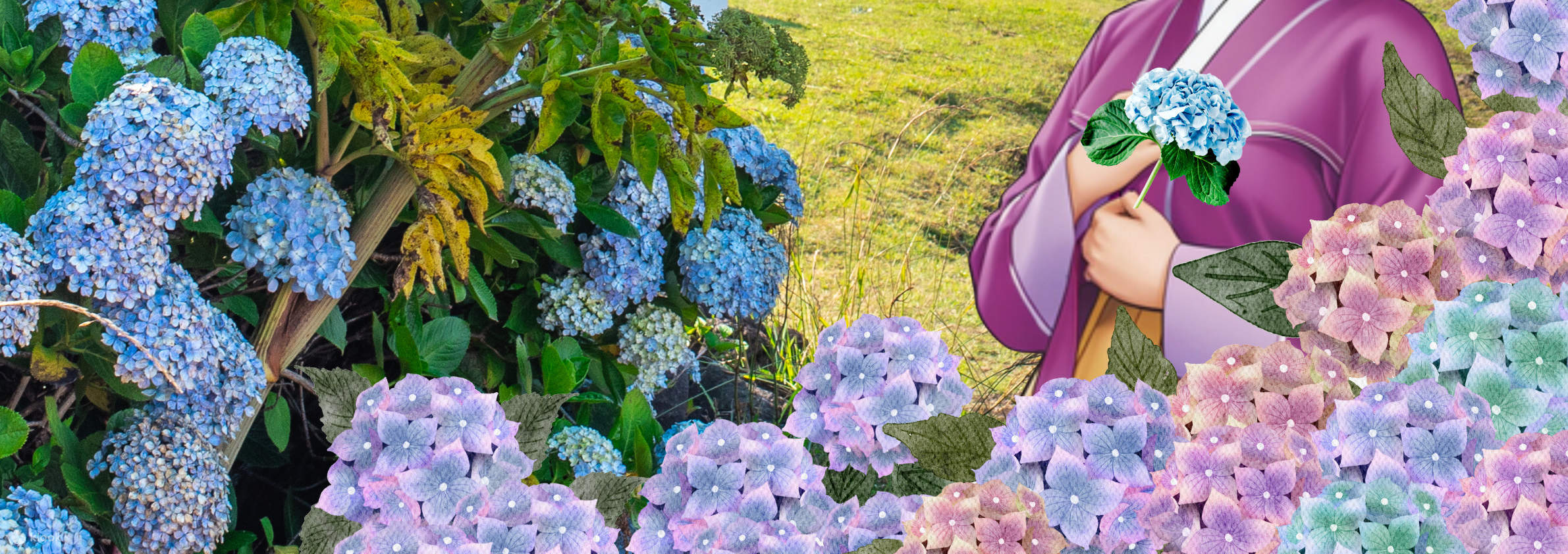 JEJU Cherry Blossom Day-Tour - Klook Singapore