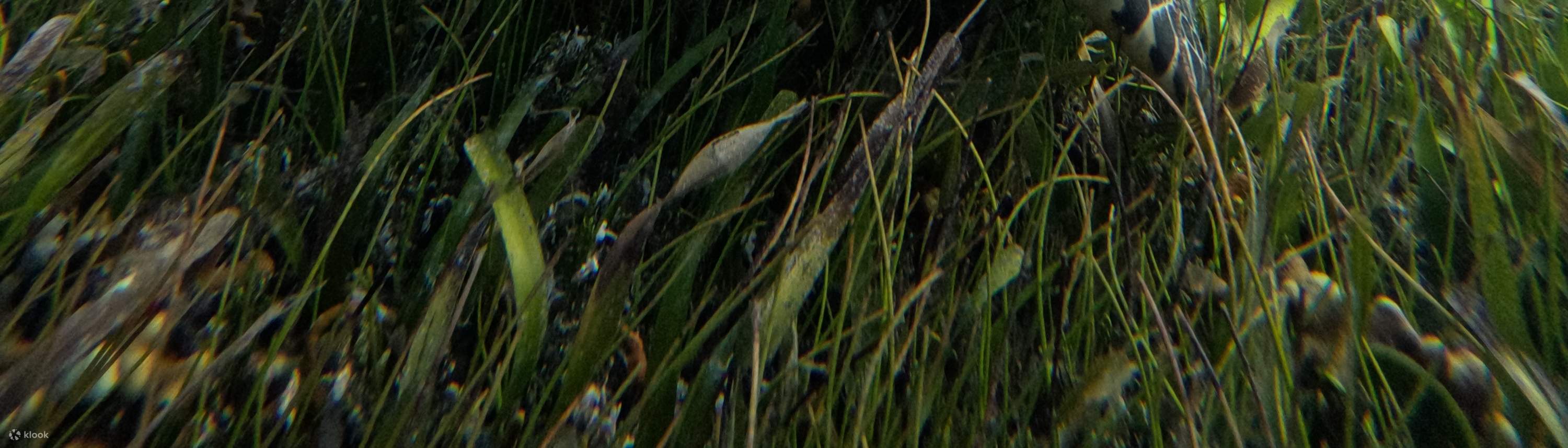 Explore the Best 5-in-1 Snorkeling Tour with Turtles, Reefs, Musa, and ...