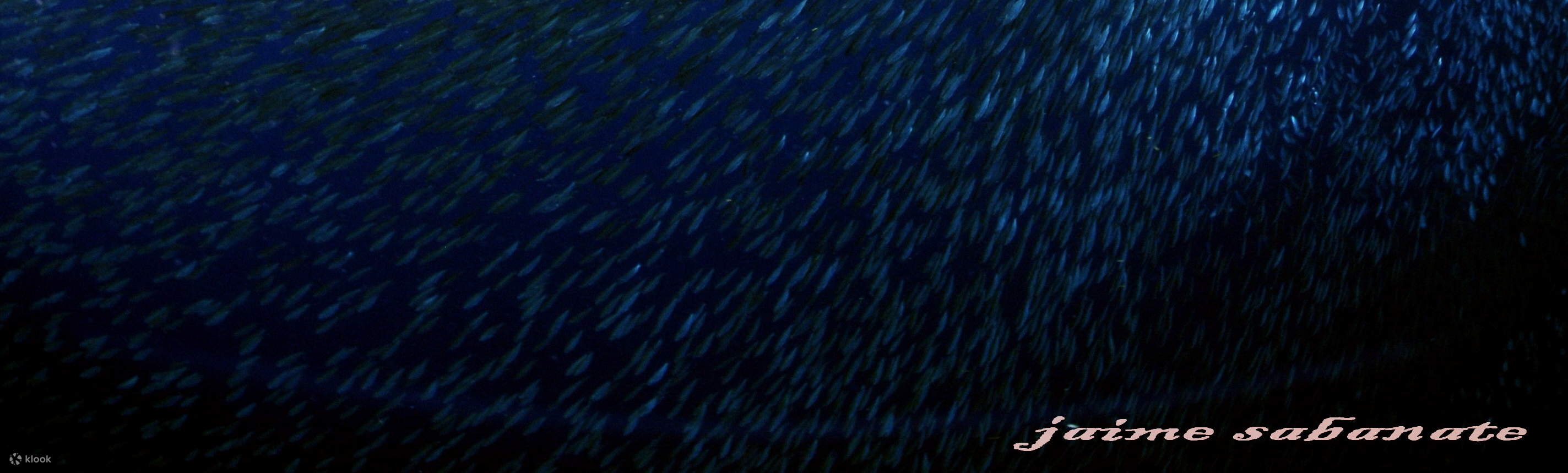 Spectacular Sardine Run Boat Dive with PADI 5 Star Dive Resort | Dive ...