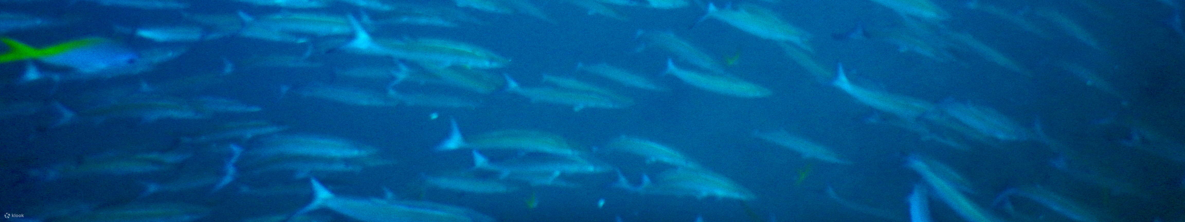 Dive Tour Sail Rock in Koh Samui with PADI 5 Star Dive Center - Klook