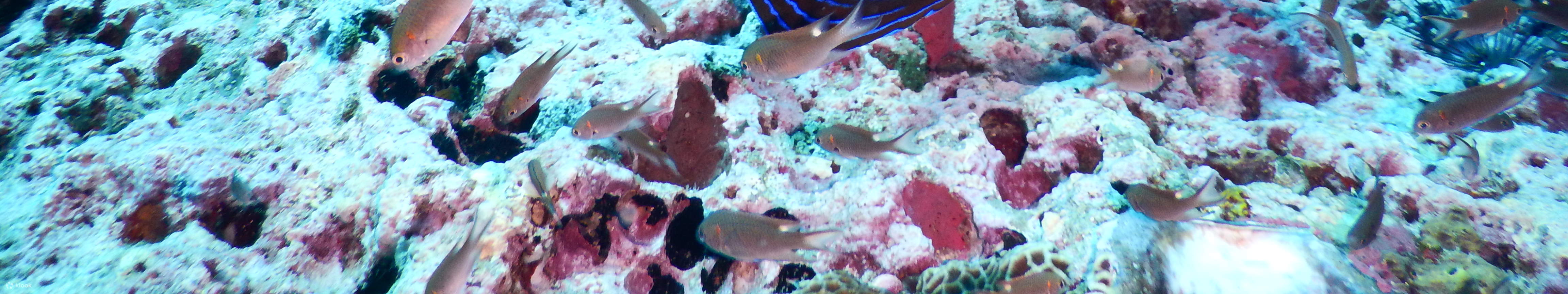 Dive Tour Sail Rock in Koh Samui with PADI 5 Star Dive Center - Klook