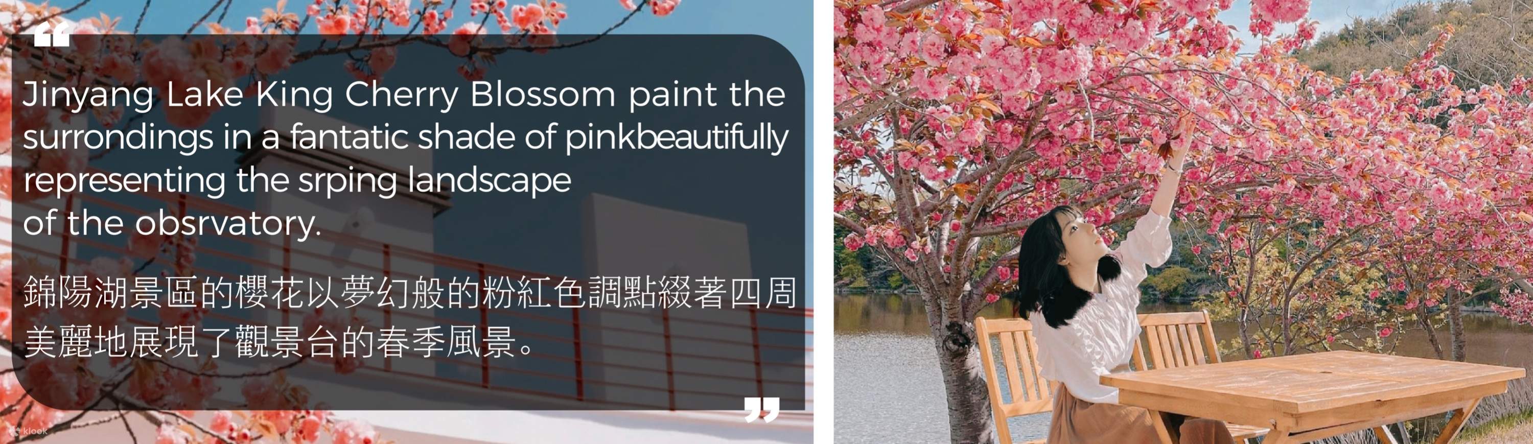 King Cherry Blossom Tour from Busan - Klook Philippines