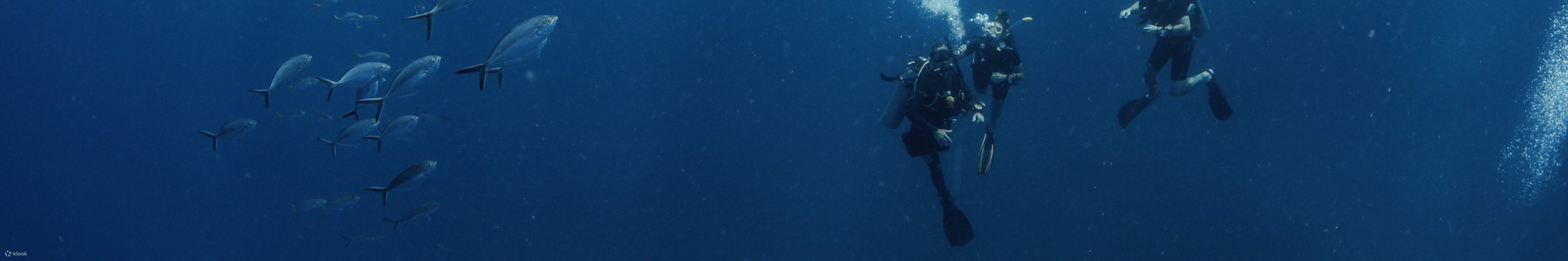 Explore Stunning Dive Sites on a Half Day Dive Trip in Koh Tao with Our ...