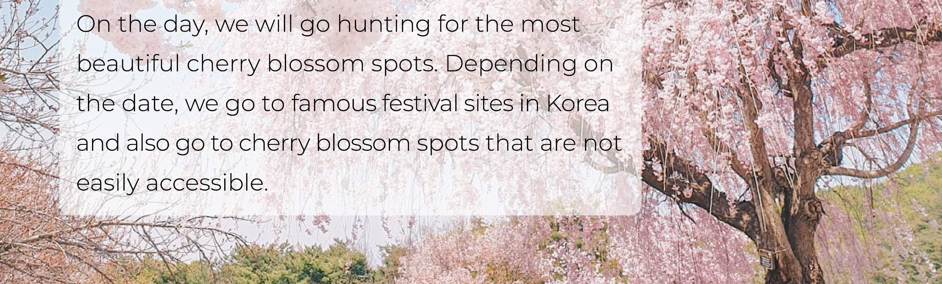 Cherry Blossom Hunting Tour from Seoul - Klook United Kingdom
