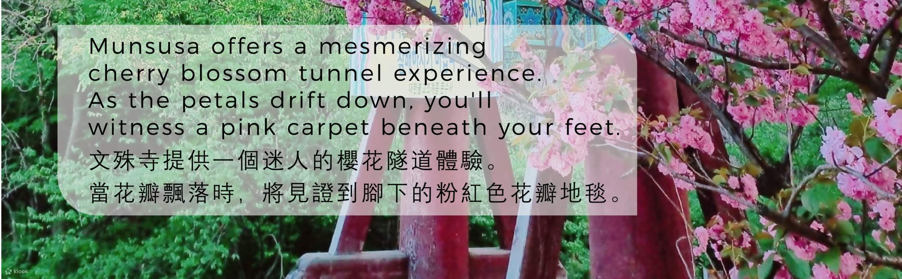 Cherry Blossom Suwon Hwaseong Fortress Tour from Seoul - Klook United ...