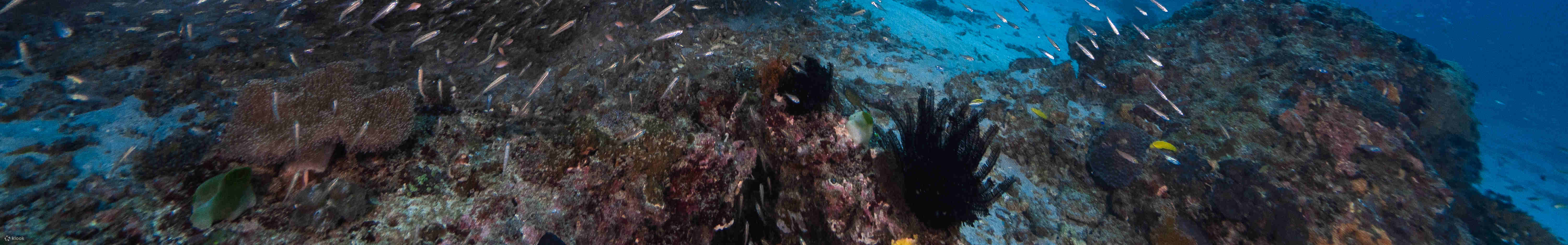 Experience Unforgettable Try Diving in Sanur with PADI 5 Star CDC ...