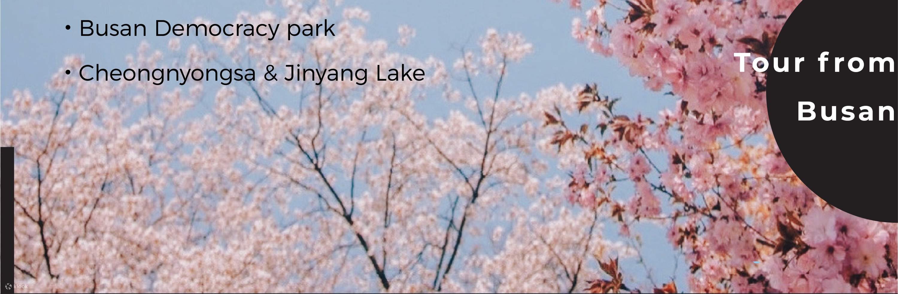 King Cherry Blossom Tour from Busan - Klook United States