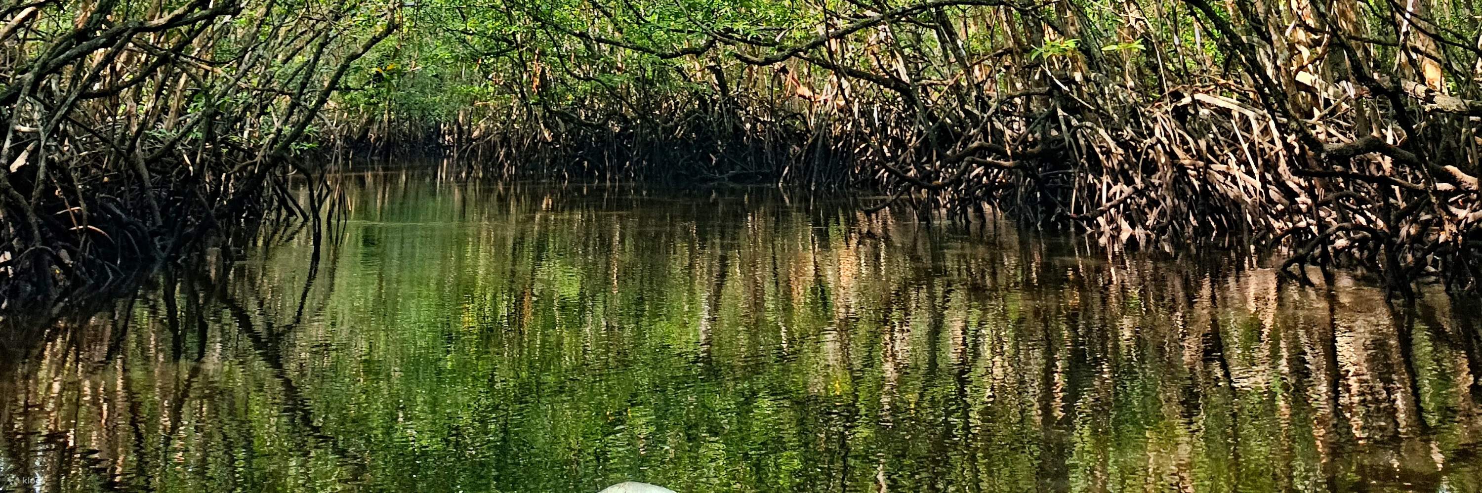 Bintan Mangrove or Fireflies Tour - Klook
