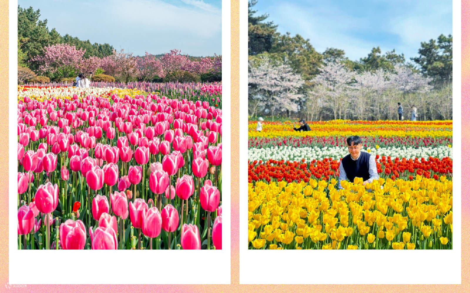 Taean Tulip Festival + Cheonripo Arboretum + Green Park Day Tour - Klook