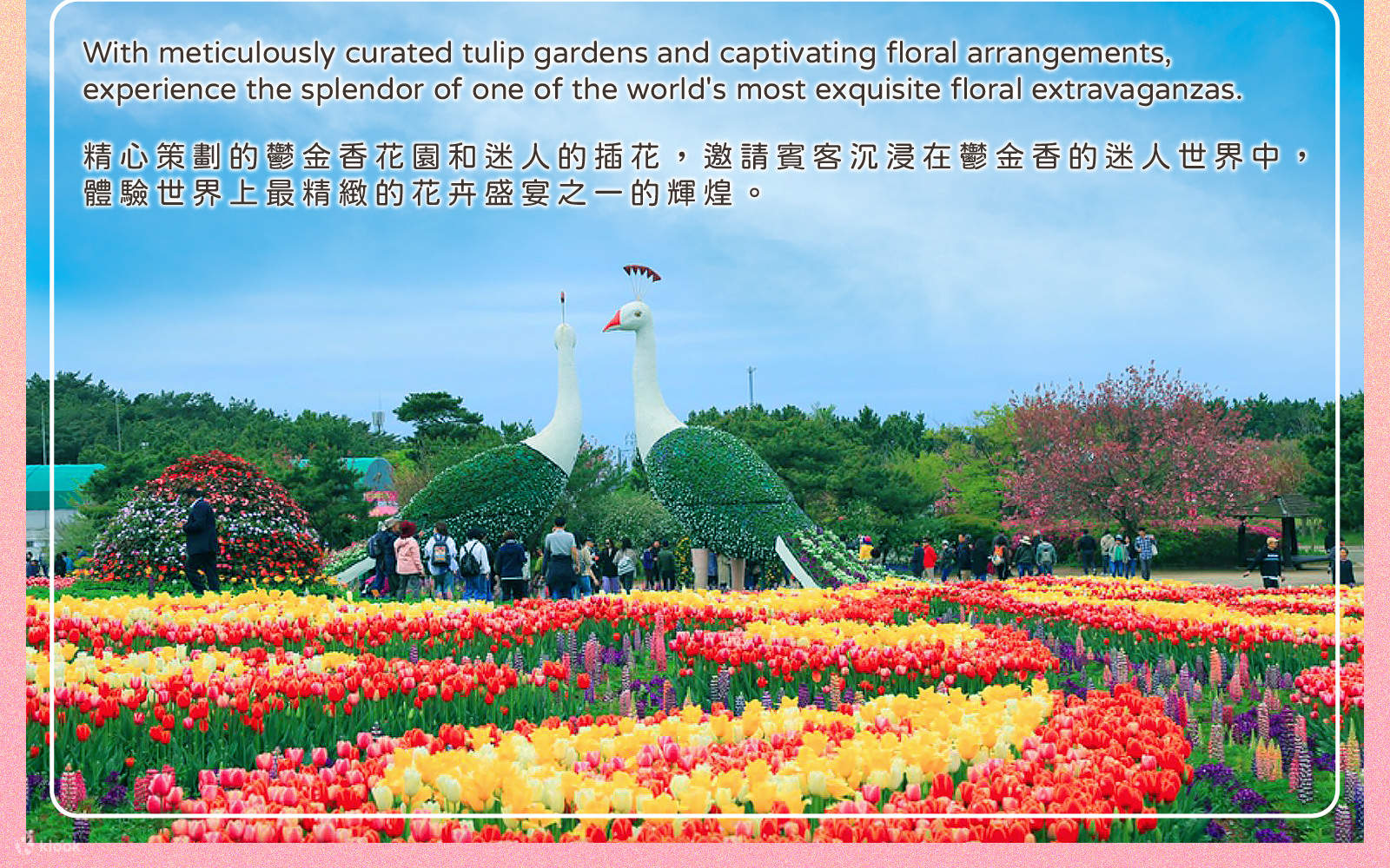 Taean Tulip Festival + Cheonripo Arboretum + Green Park Day Tour - Klook