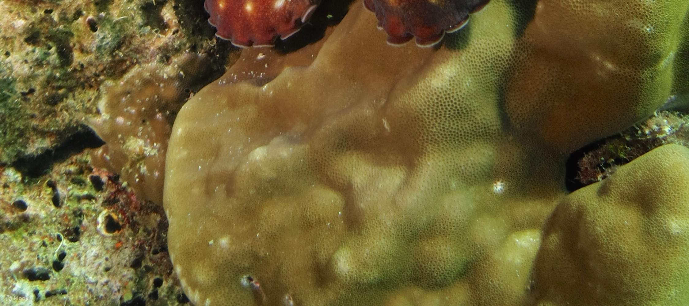 Explore the Best Dive Sites on a Full-Day Dive Trip in Borneo with PADI ...