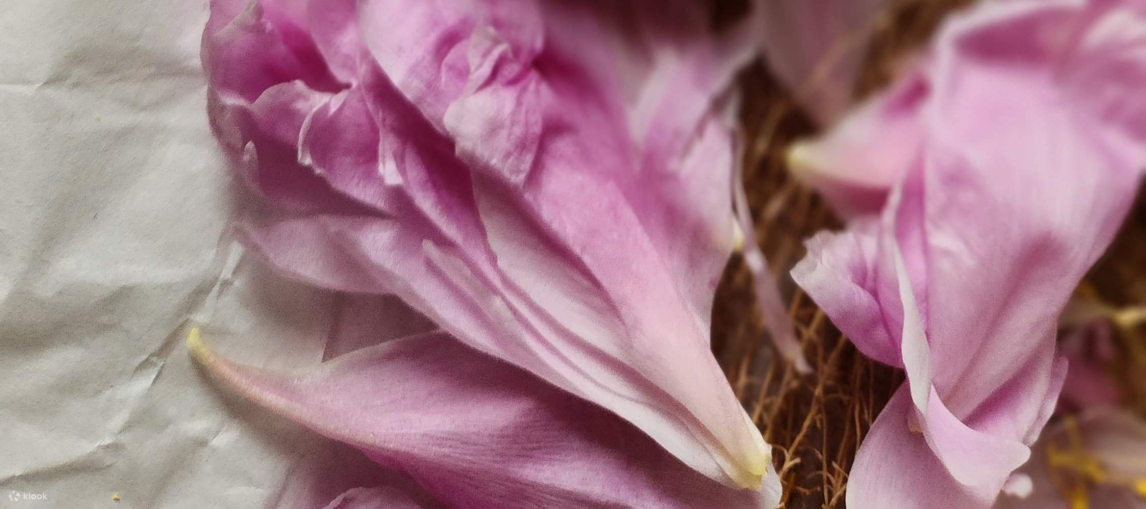 Forest + Sound Bathing: Plant Music - Klook