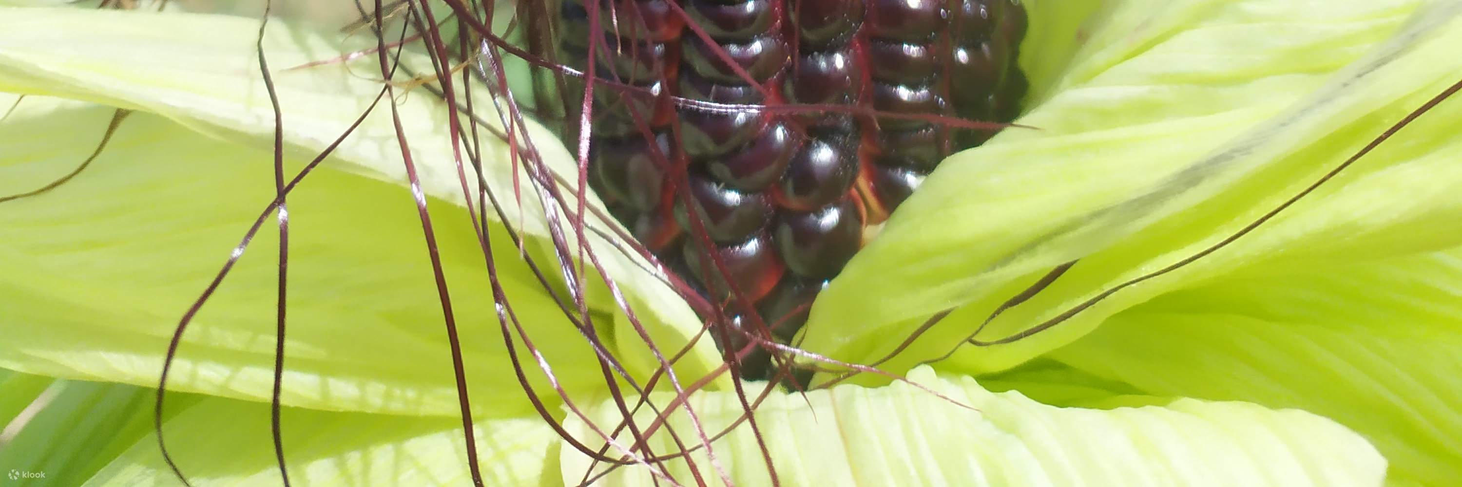 Tiket Ladang Sayur Jim di Cameron Highlands - Klook Amerika Syarikat