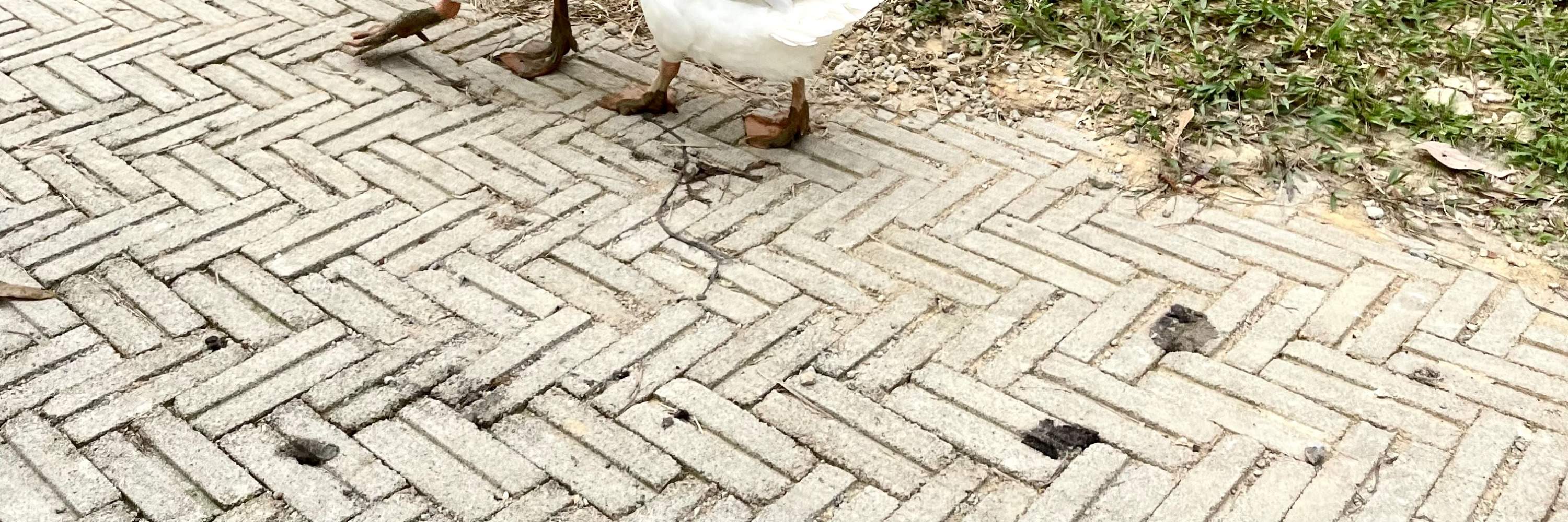 The Bentong Farm Ticket in Pahang - Klook Malaysia